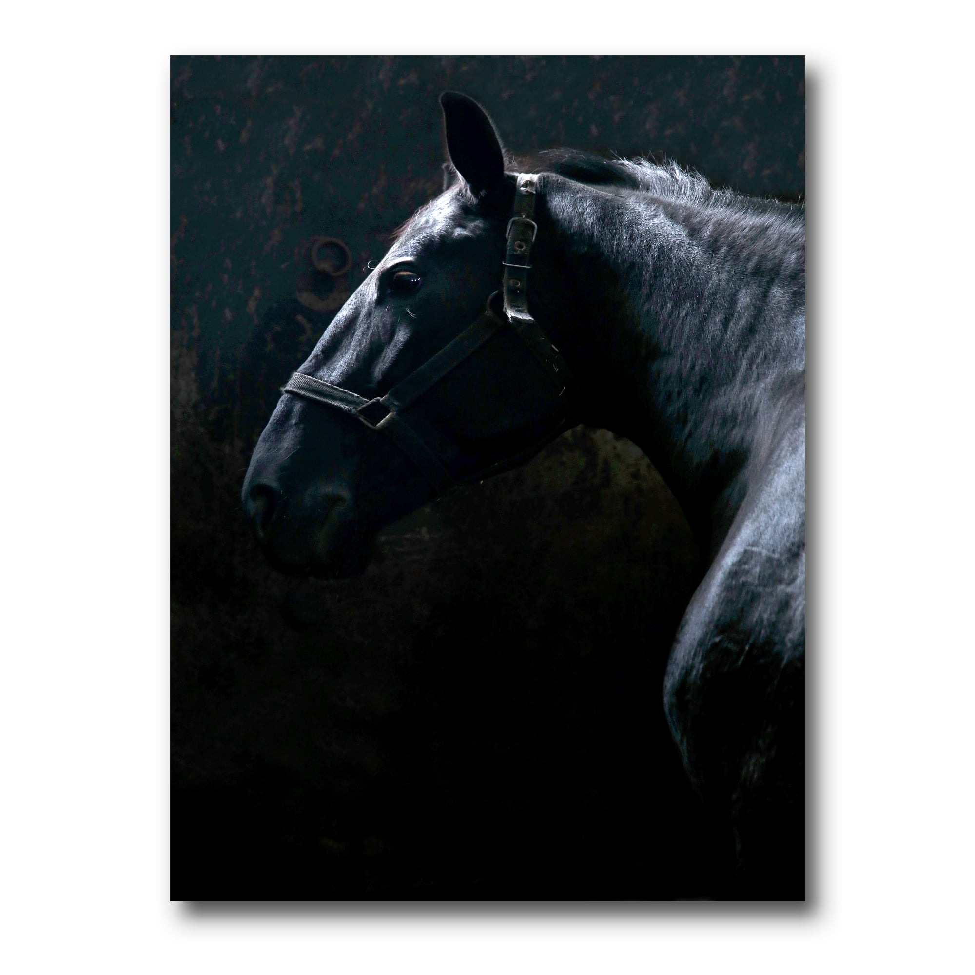 Close Up Of Thoroughbred Nonius Stallion Horse II 8 in x 12 in Painting ...