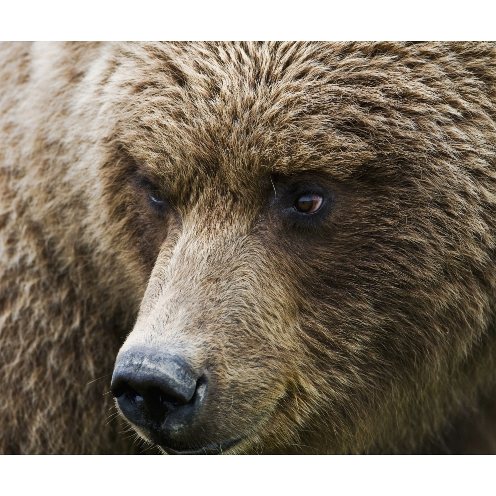 Close Up Portrait Of A Brown Bear In Hallo Bay Katmai National Park ...