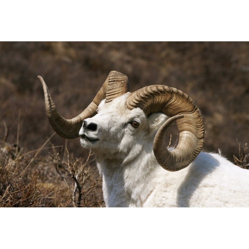 Close Up Portrait Of A Full-Curl Dall Sheep Ram Denali National Park ...