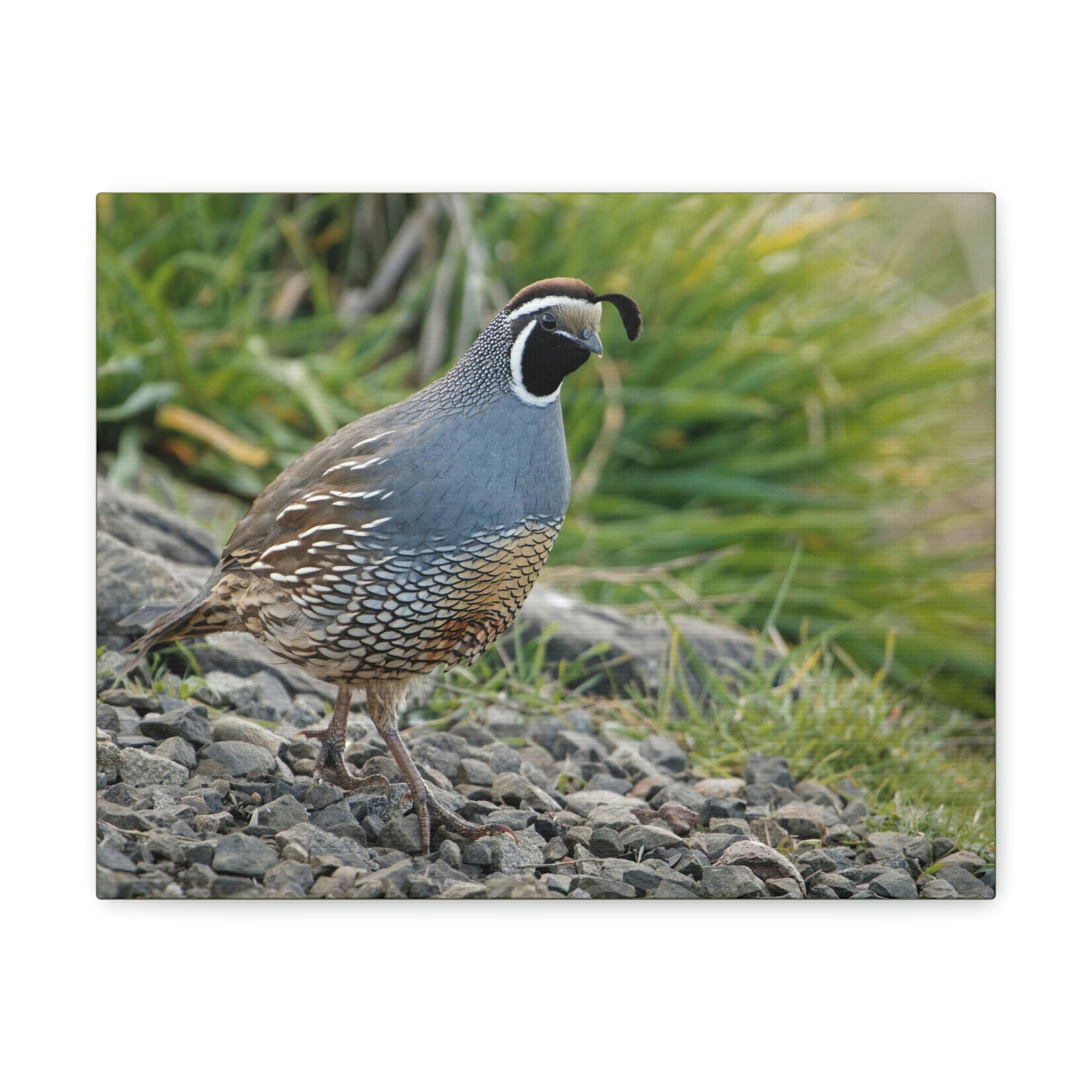 Close Up Shot of Califonia Quail Art Majestic Rooster Print Animal Wall ...