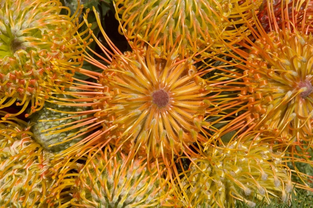 Close-Up Top View Red Pin Cushion Protea Blossoms Or Leucospermum ...