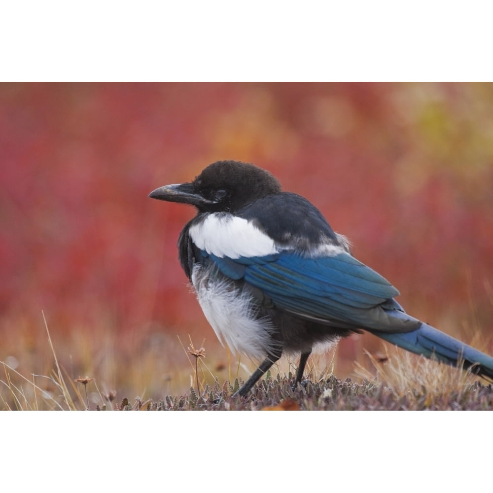 Close Up View Of A Black-Billed Magpie Standing In The Fall Tundra With ...