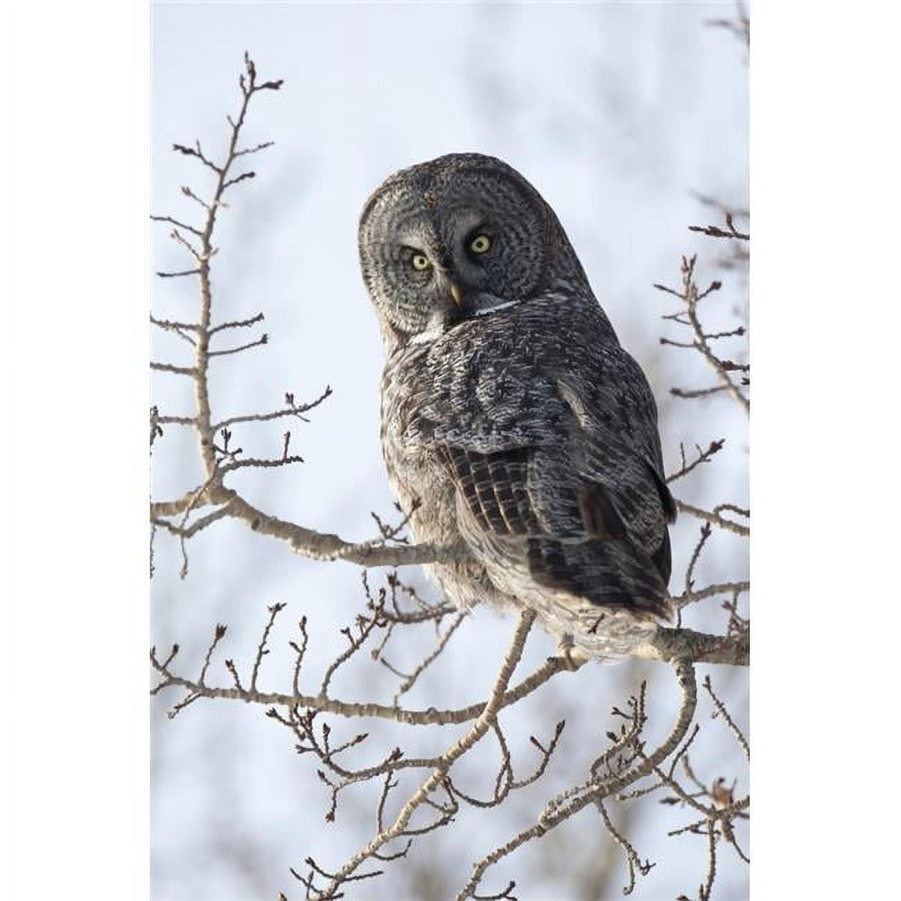 Close Up of A Great Gray Owl Perched in A Tree Anchorage Southcentral ...