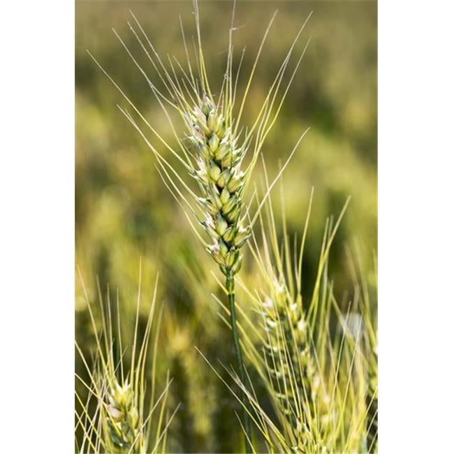 Close Up of A Ripening Wheat Head in a Field - Walmart.com