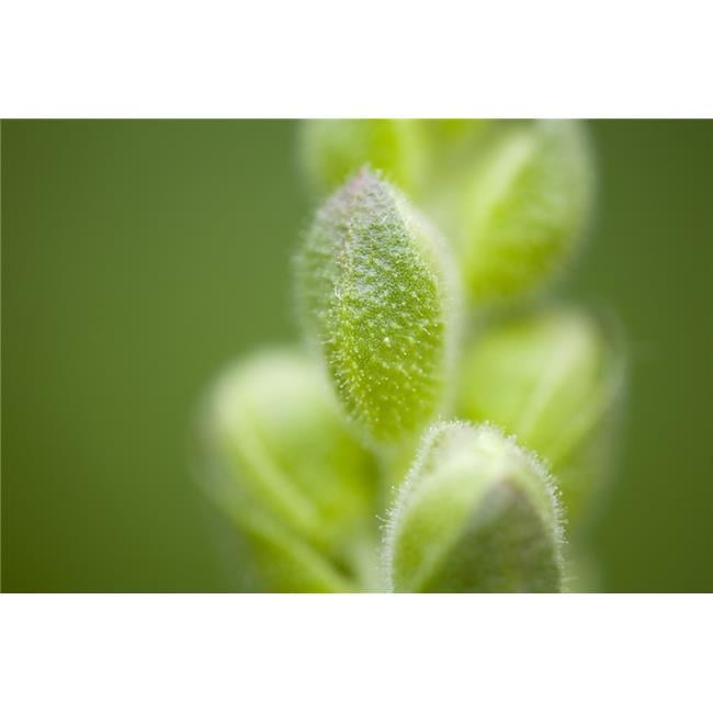Close-Up of Flower Buds Poster Print - 20 x 13 - Walmart.com