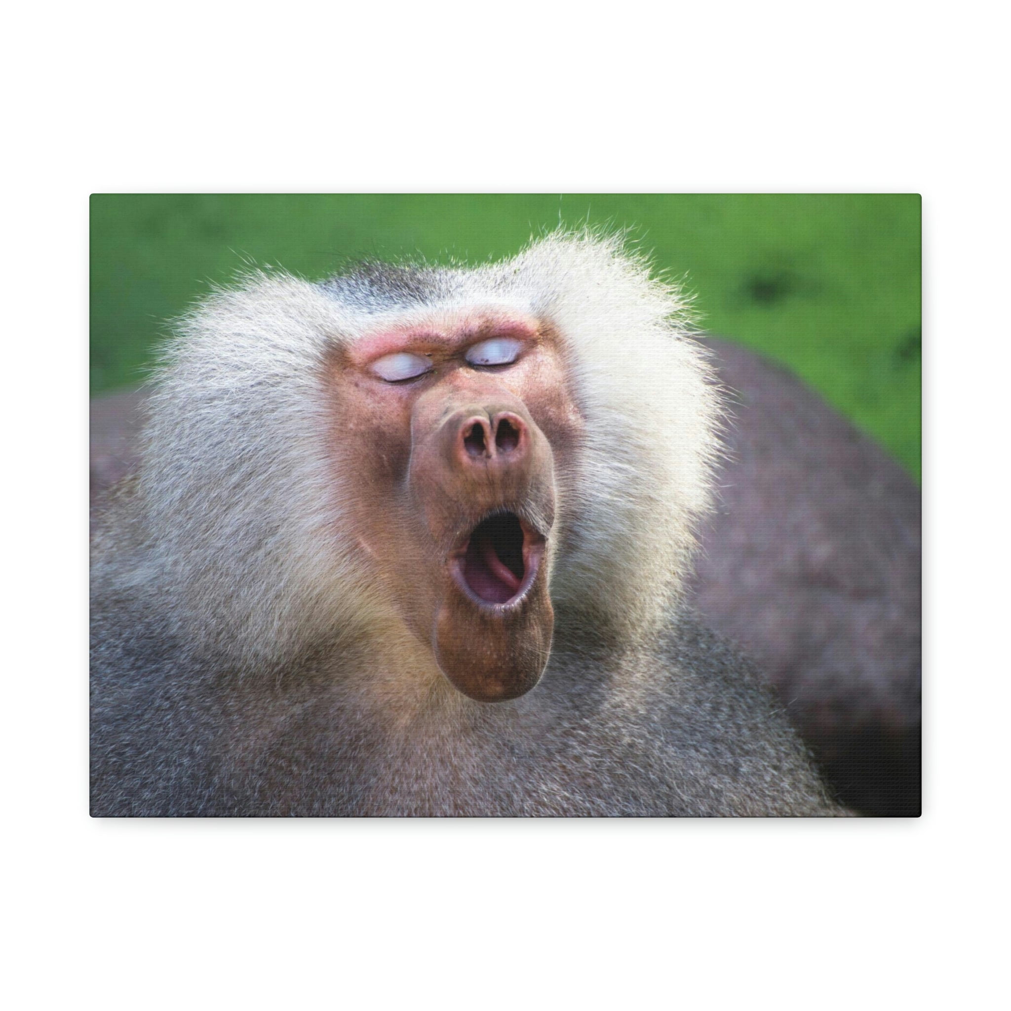 Close Up of Funny Baboon Outside Wall Art Ready to Hang Unframed ...