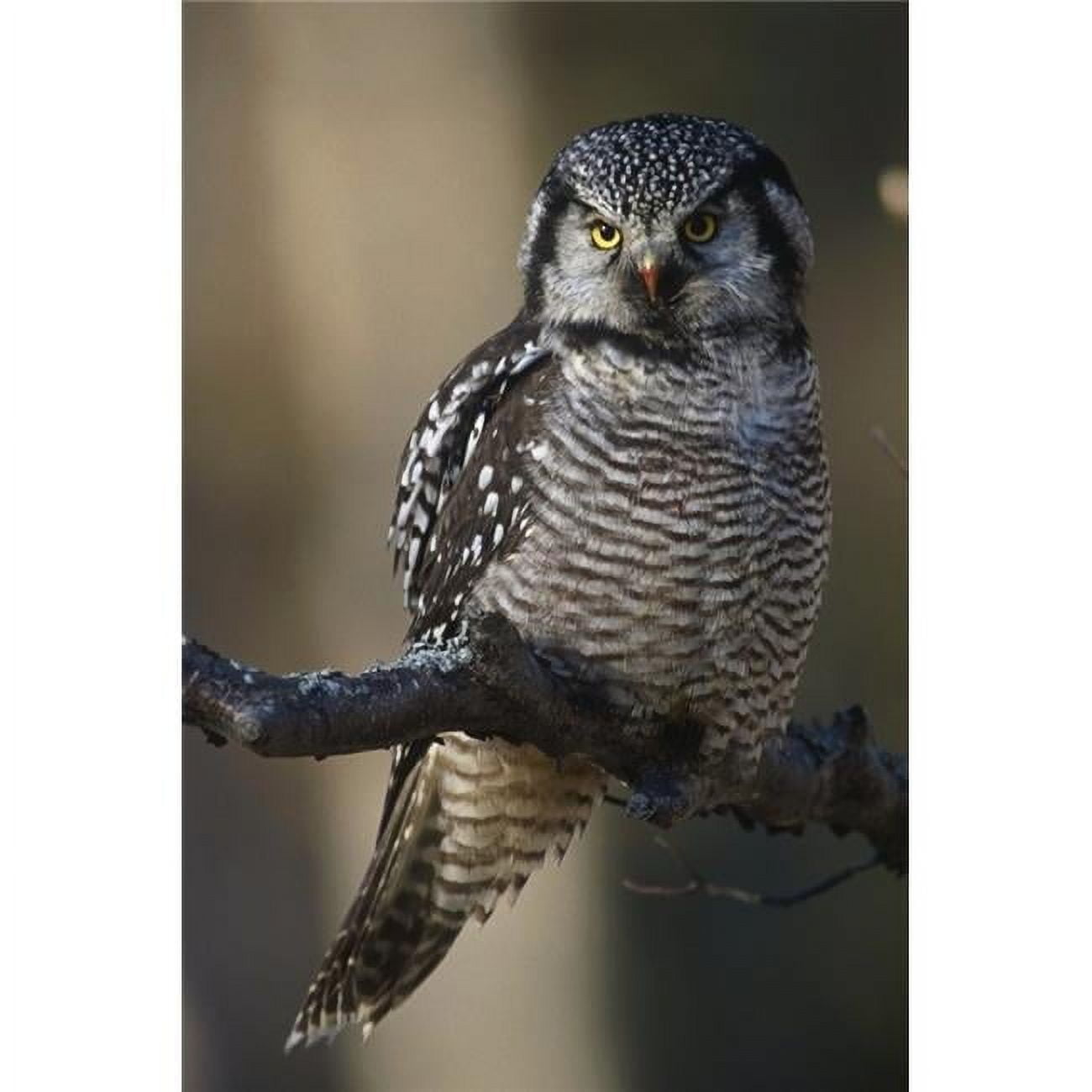 Close Up of Hawk Owl Perched On A Branch Near Bird Creek Fall ...