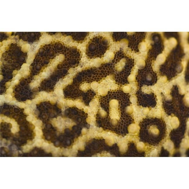 Close Up of Leopard Gecko Skin Patterns Poster Print, Large - 34 x 22 ...