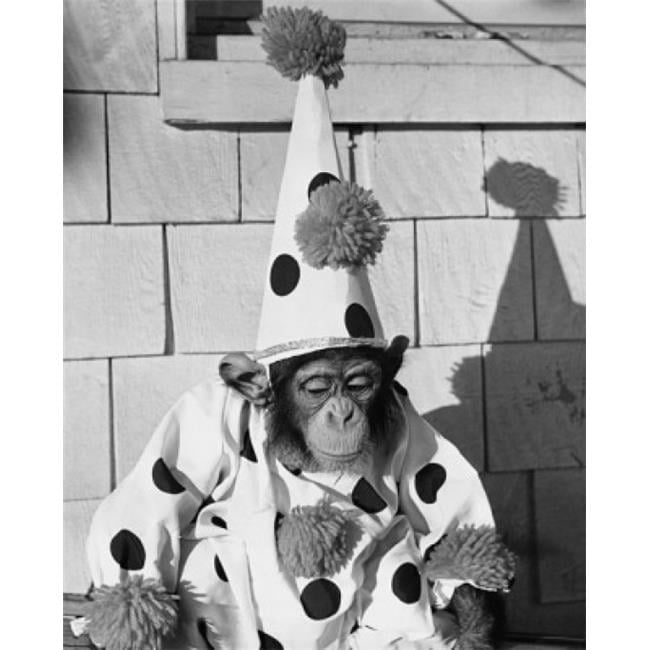 Close-Up of a Chimpanzee Wearing a Clown Costume Poster Print - 18 x 24 ...