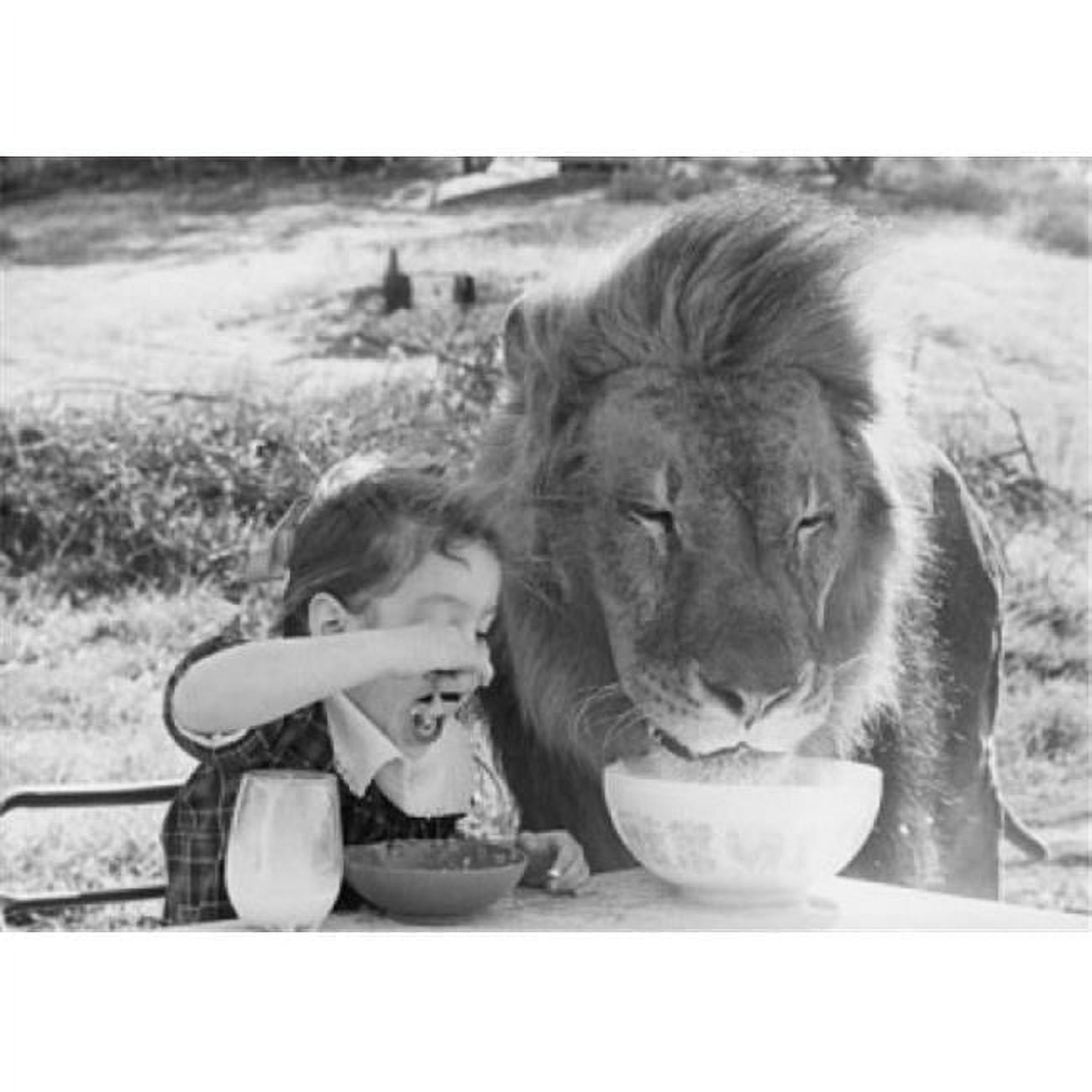 Close-Up of a Girl & a Lion Having Breakfast Together Panthera Leo ...