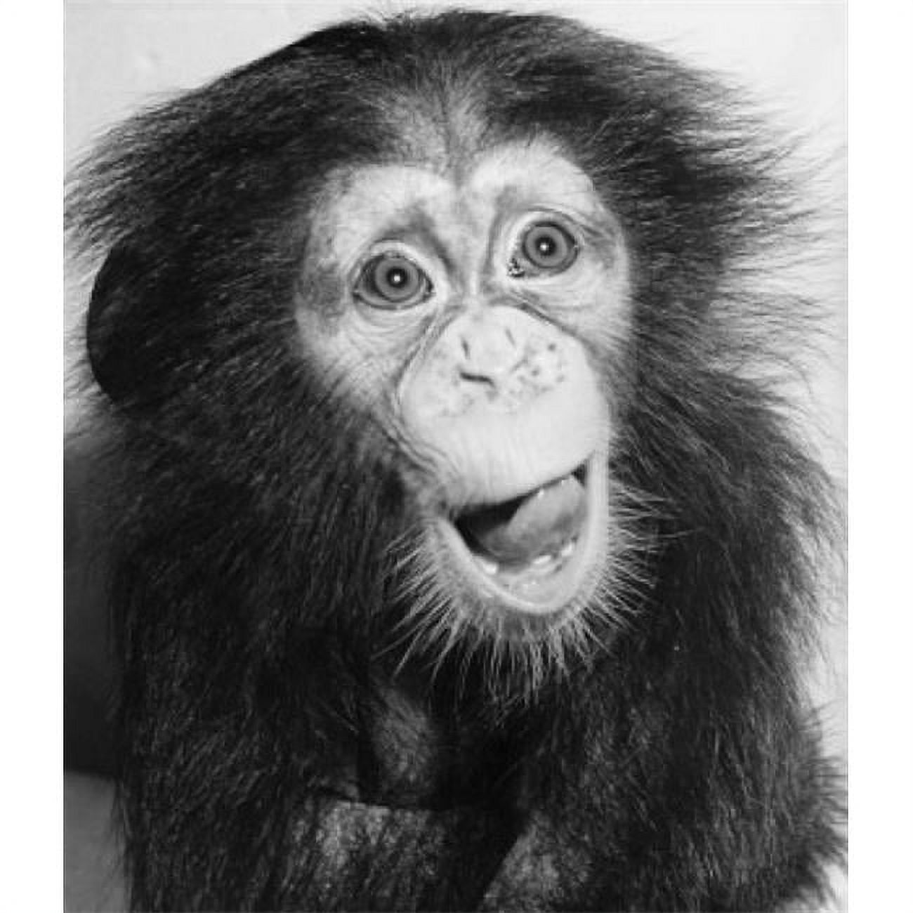 Close Up Of A Young Chimpanzee Sticking Its Tongue Out Poster Print