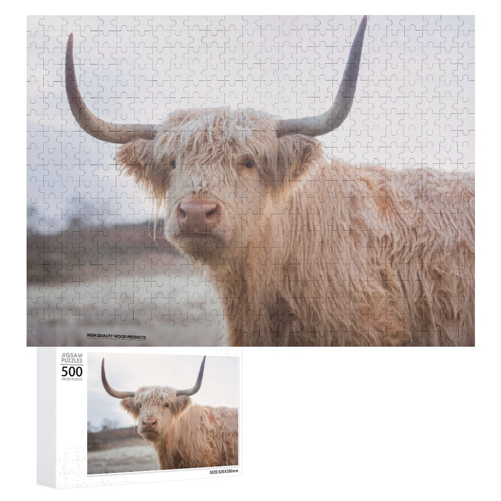 Close-up Portrait of A White Highland Cow Bull Jigsaw Puzzles 500 ...