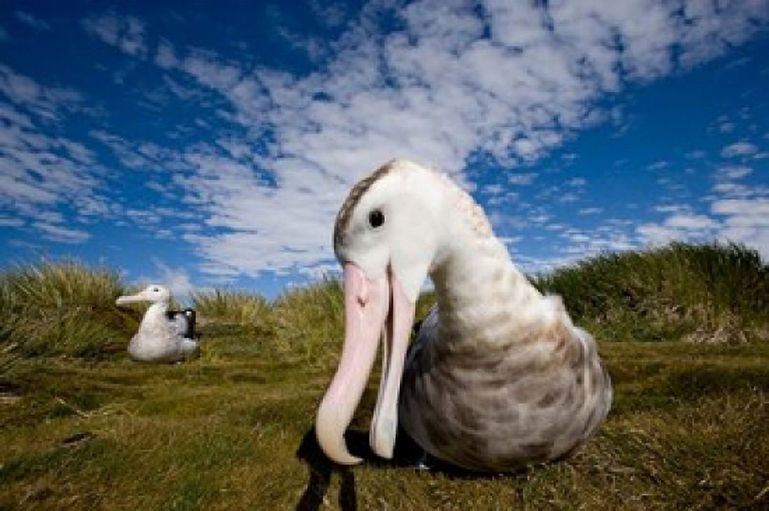Close up of Albatross Poster Print by Paul Souders (35 x 23) - Walmart.com