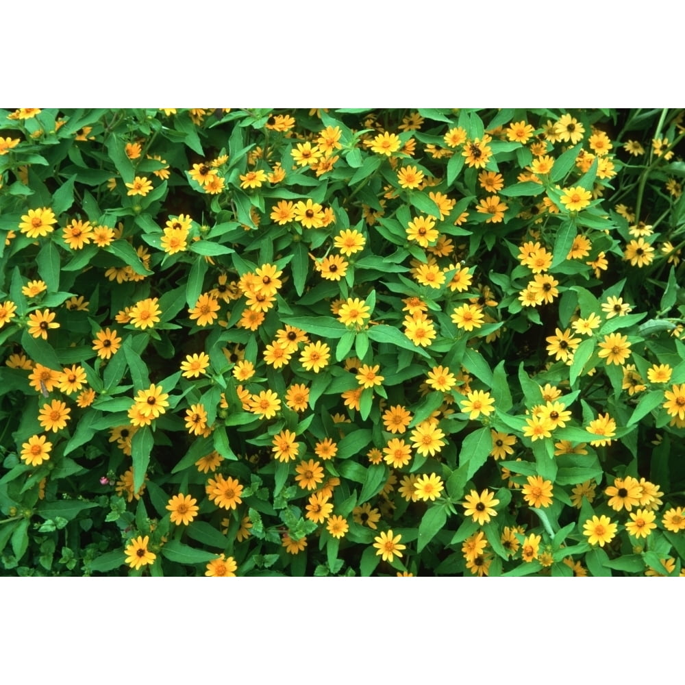 Close-up of Million Gold Melampodium Melampodium paludosum flowers ...