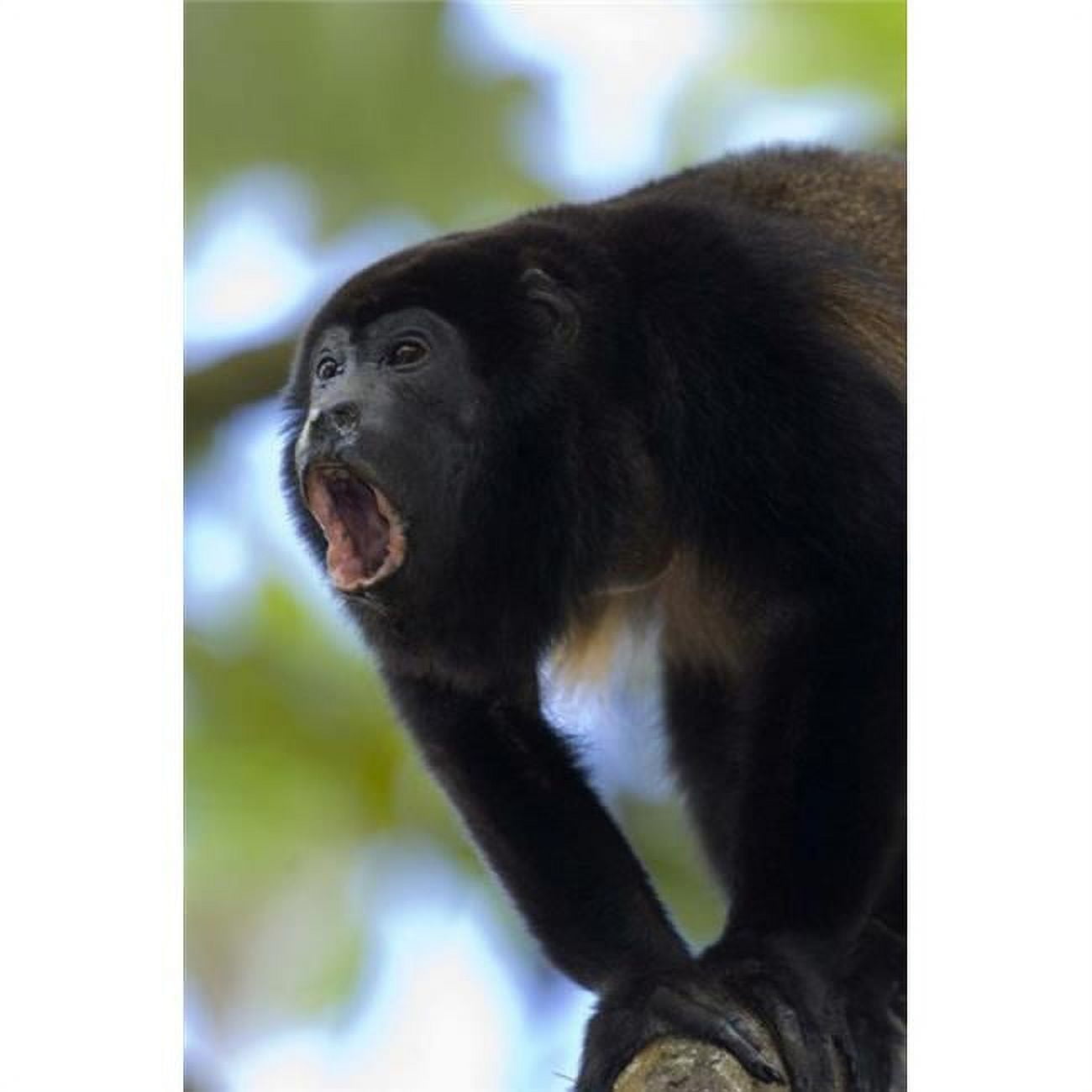 Close-up of a Black Howler monkey (Alouatta caraya), Costa Rica Poster ...