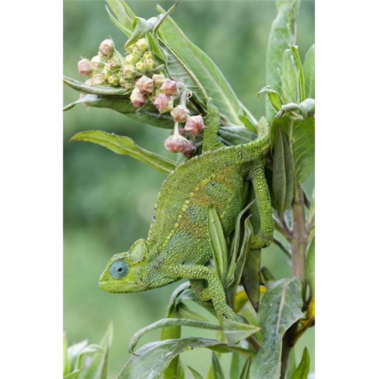 Close-up of a Dwarf chameleon (Brookesia minima) Ngorongoro Crater ...