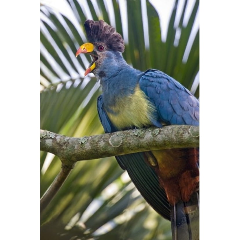 Close-up of a Great Blue turaco (Corythaeola cristata) calling Kibale ...