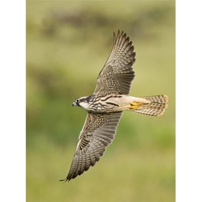 Close-up of a Lanner falcon flying Lake Manyara Arusha Region Tanzania (Falco biarmicus) Print ...