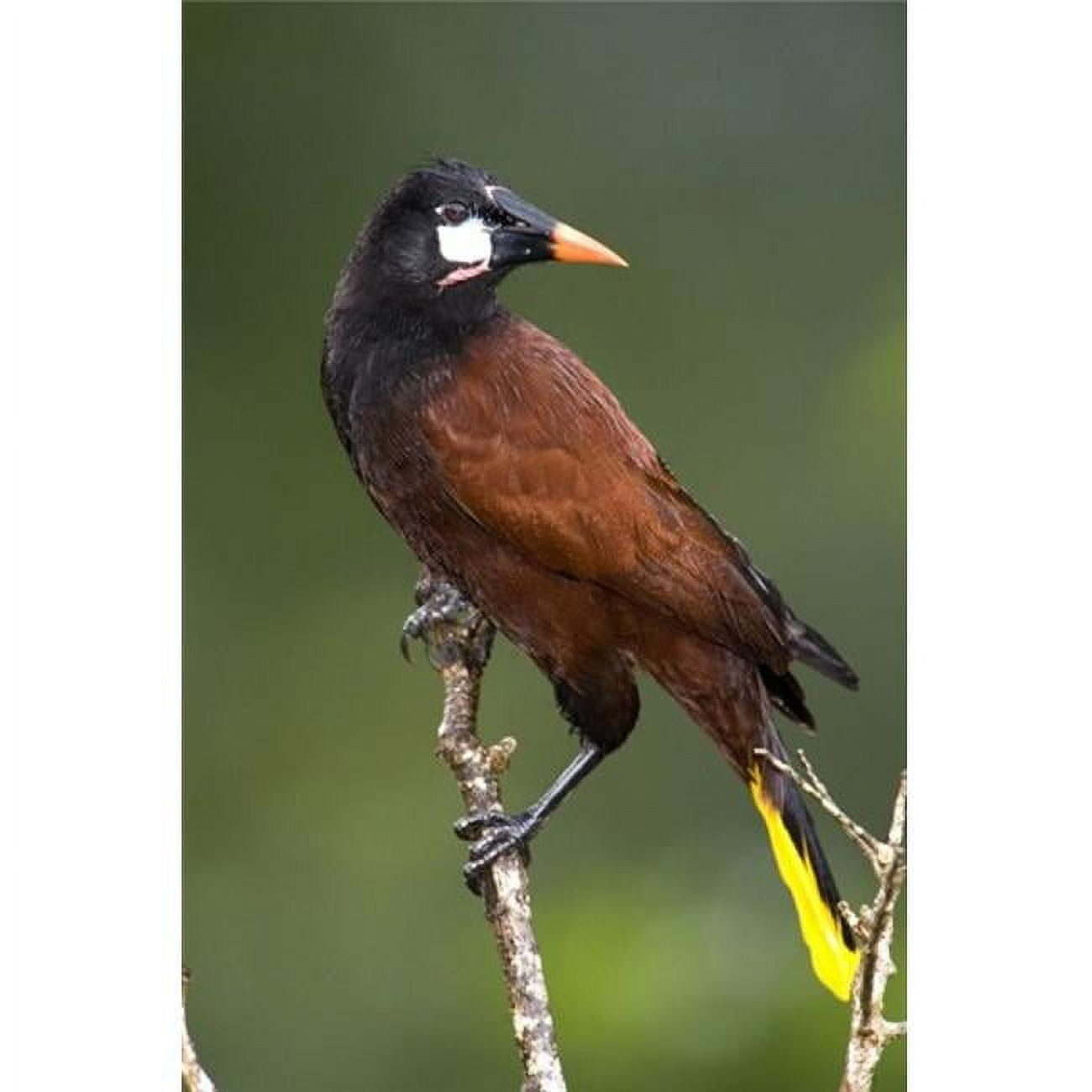 Close-up of a Montezuma oropendola - Psarocolius montezuma perching on ...