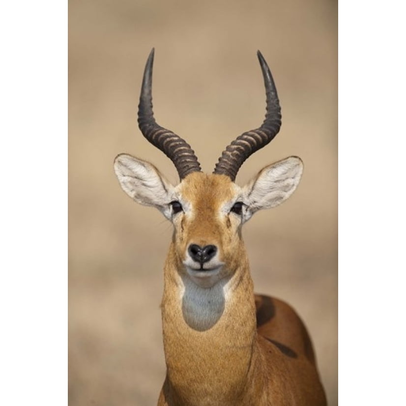 Close-up of a Ugandan kob (Kobus kob thomasi) Queen Elizabeth National ...
