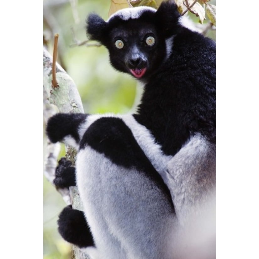 Close-up of an Indri lemur (Indri indri) Andasibe-Mantadia National ...