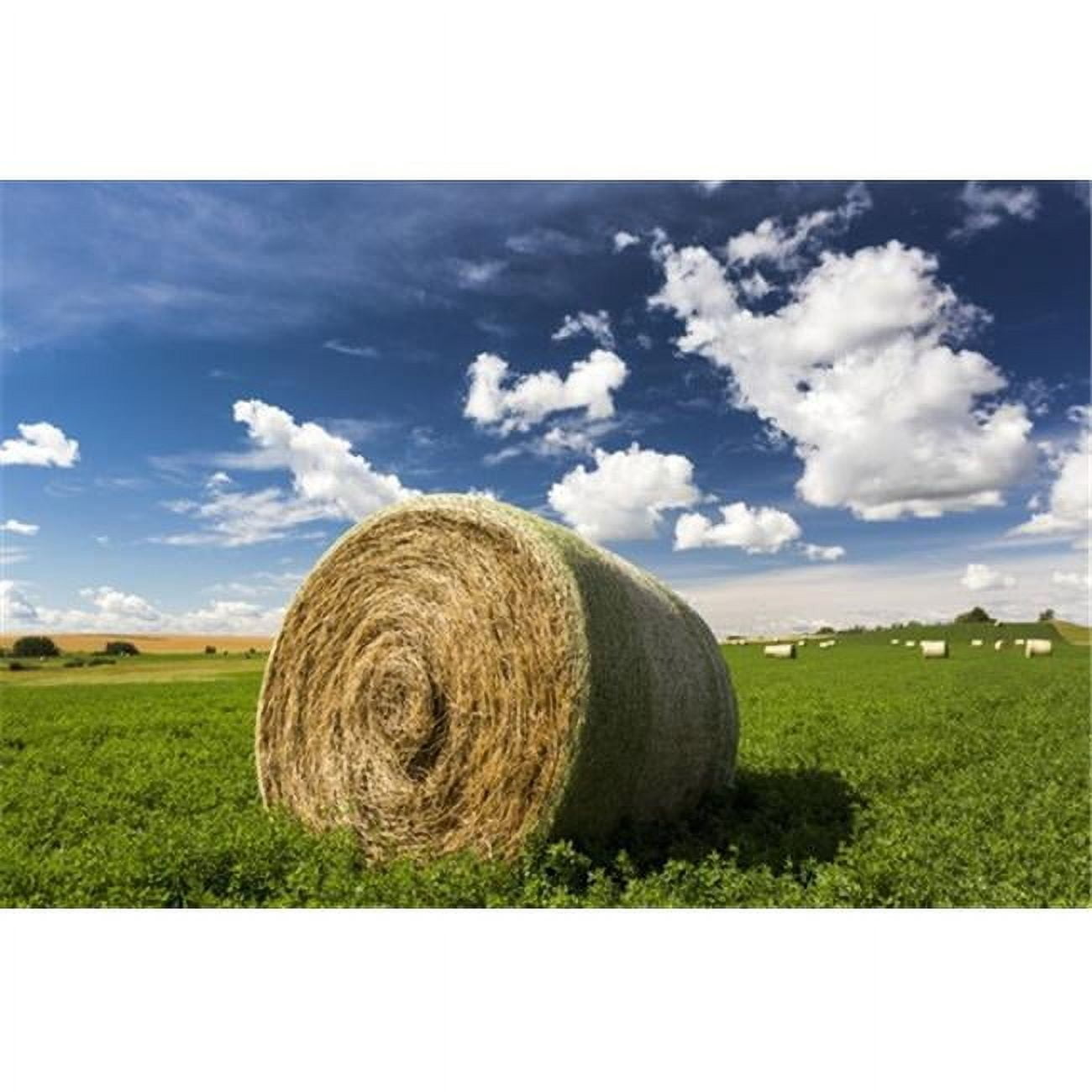 Close up of large round hay bale in an alfalfa field with clouds and ...