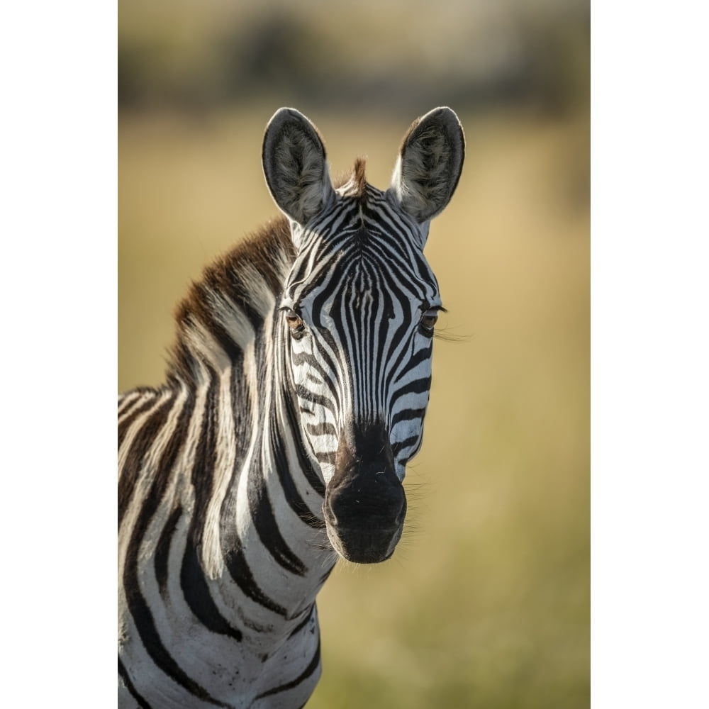 Close-up of plains zebra looking at camera Serengeti; Tanzania by Nick ...