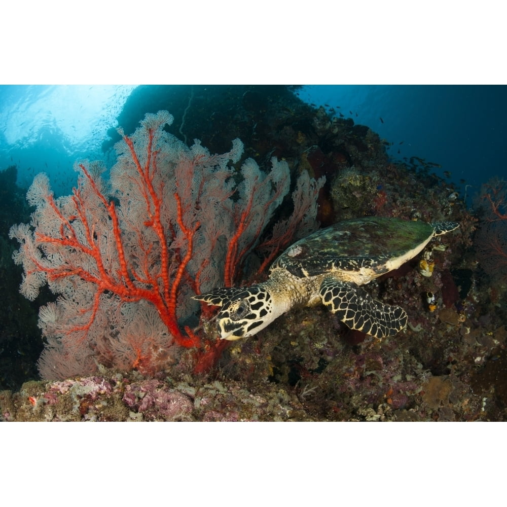 Close-up view of a Hawksbill sea turtle next to a red sea fan Indonesia ...