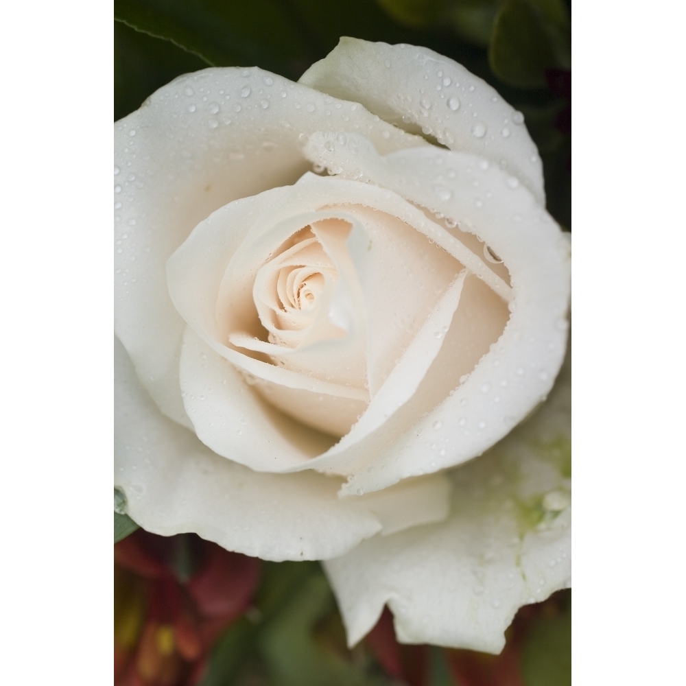 Closeup Of White Rose Poster Print - Walmart.com