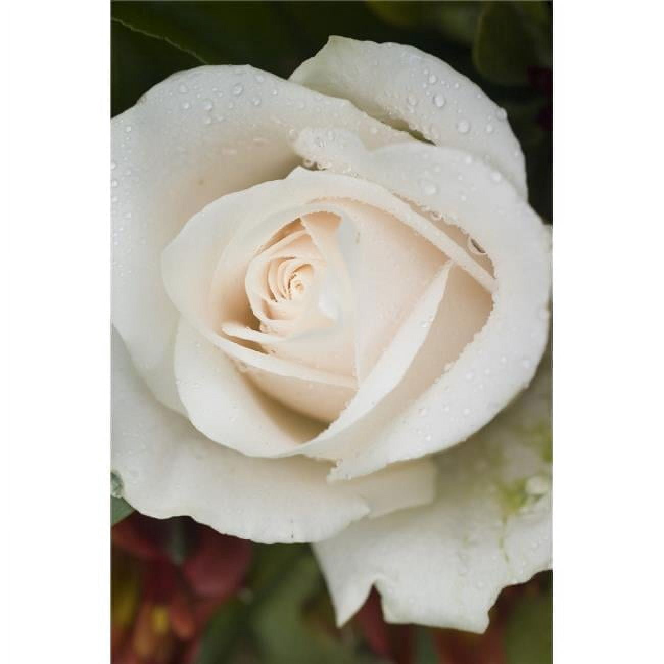 Closeup Of White Rose Poster Print - Walmart.com