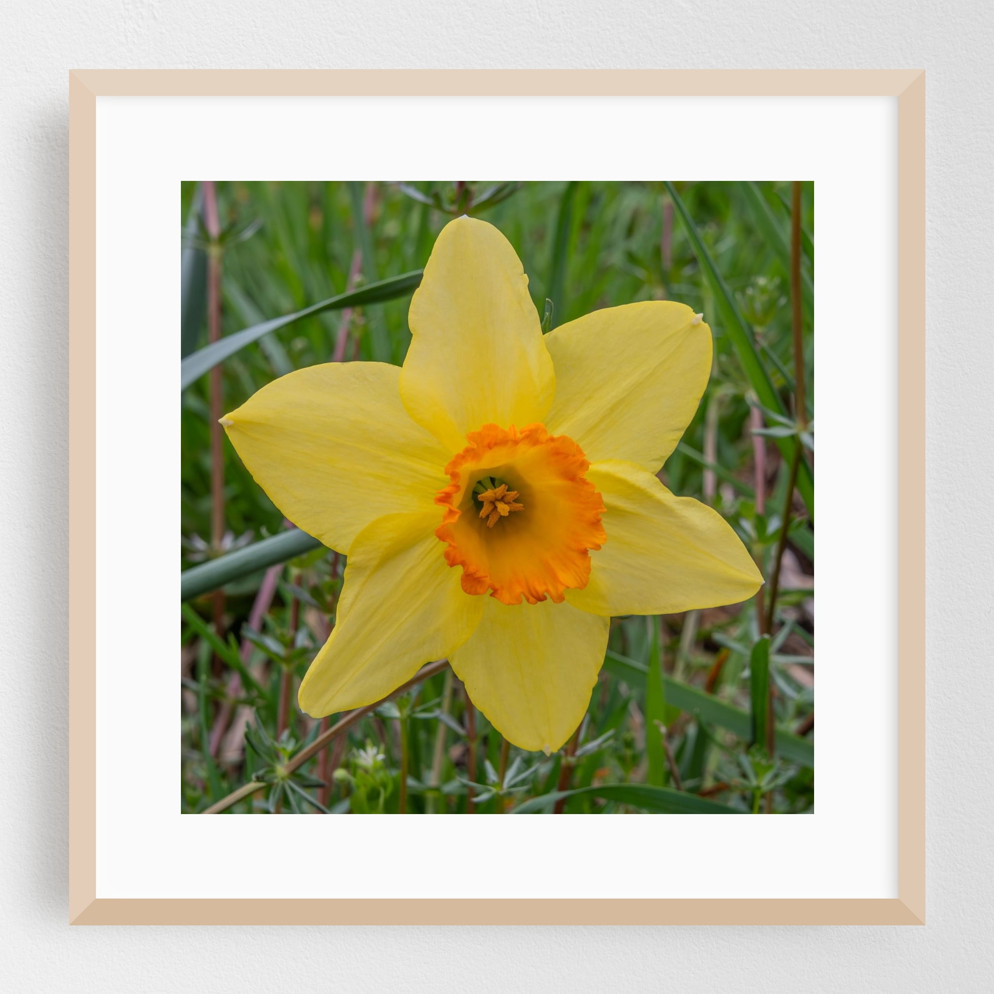 Closeup of Yellow Daffodil on a Spring Day in PA - Pennsylvania ...
