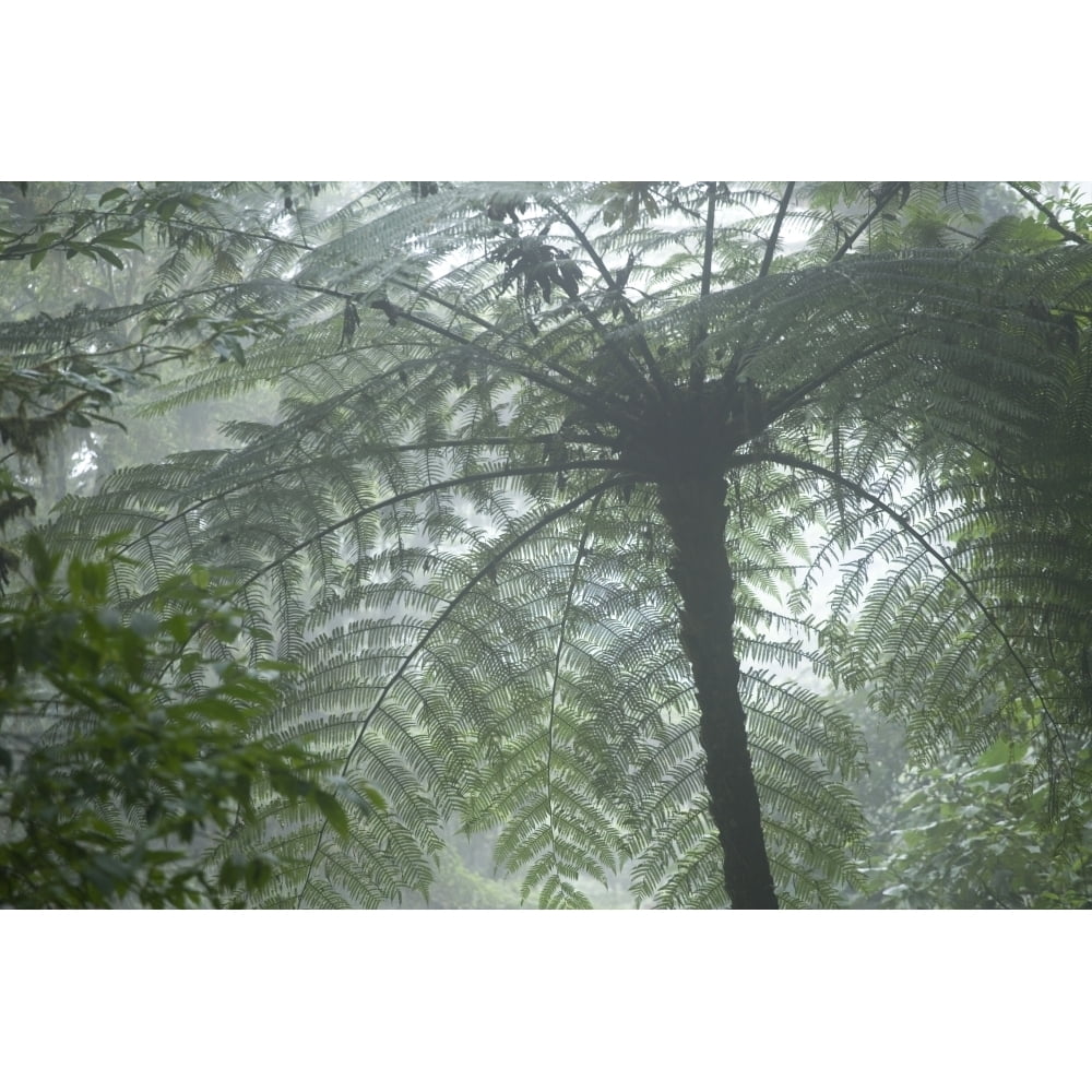 Cloud Forest Ceiling Costa Rica Poster Print - Walmart.com