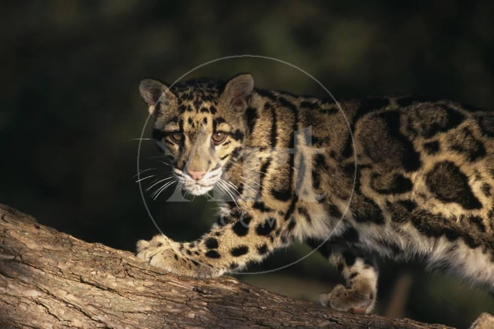 Clouded Leopard Walking on Tree Branch, Animals Unframed Photographic ...