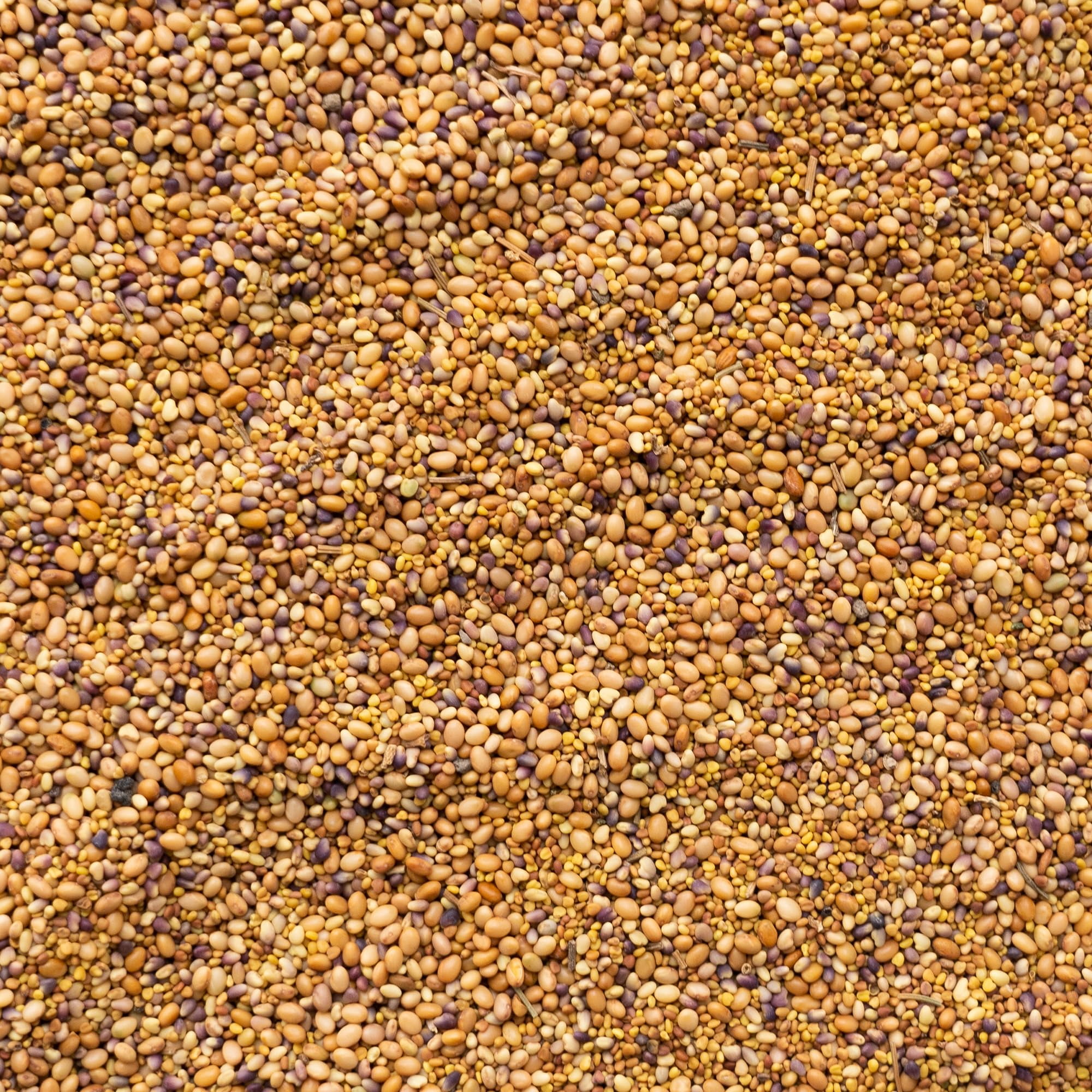 Clover Trio Seed Blend - Premium 4 H2FSDoz ~44,800 Seeds - Red, White ...