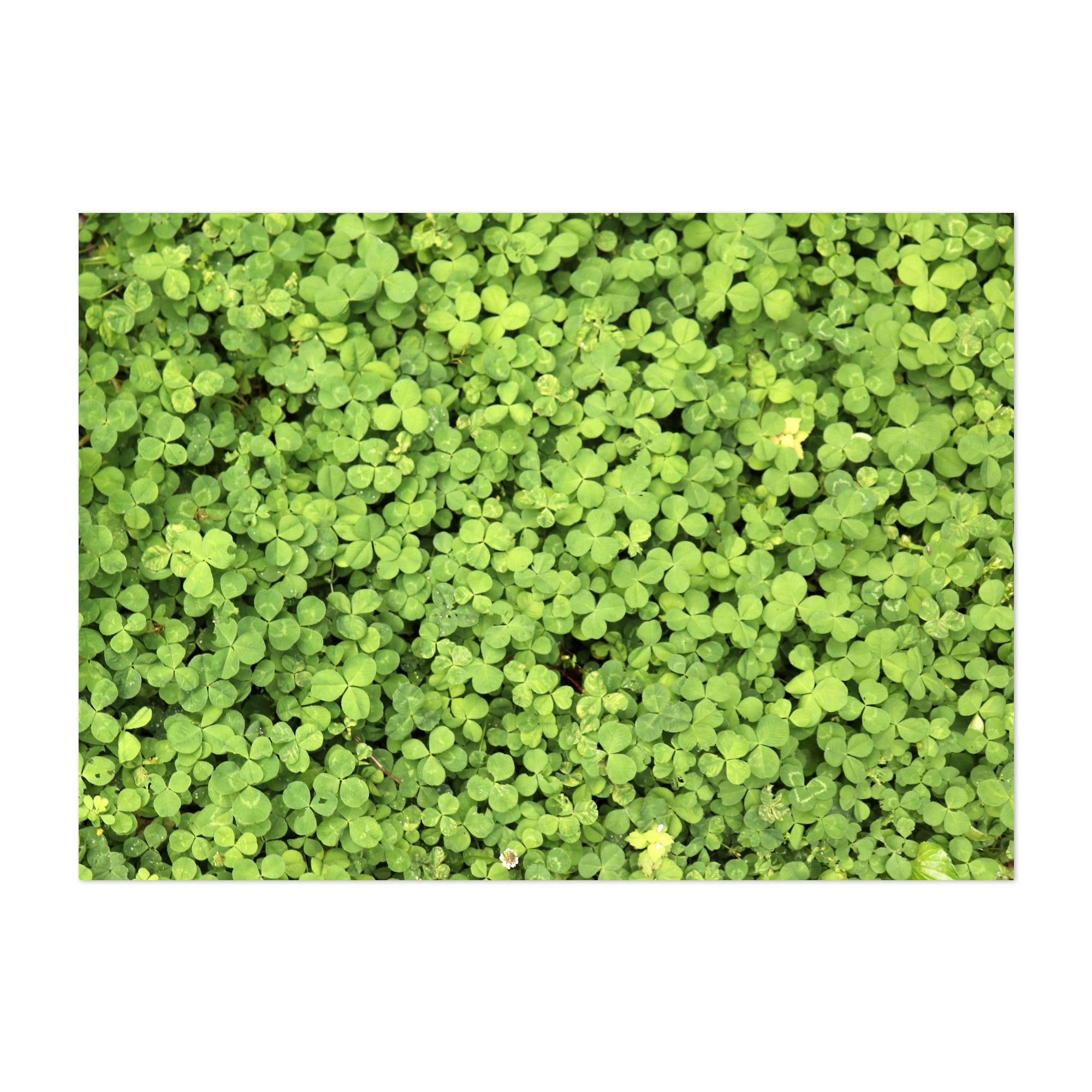 Clover all Over - Marshall Michigan Photography Nature Botanical Garden ...