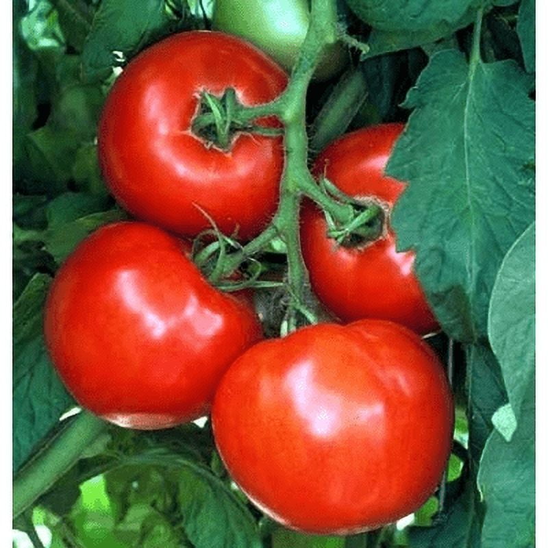 Clovers Garden 4-7" Celebrity Tomato Live Plants in 3.5" Pots (2 Count ...