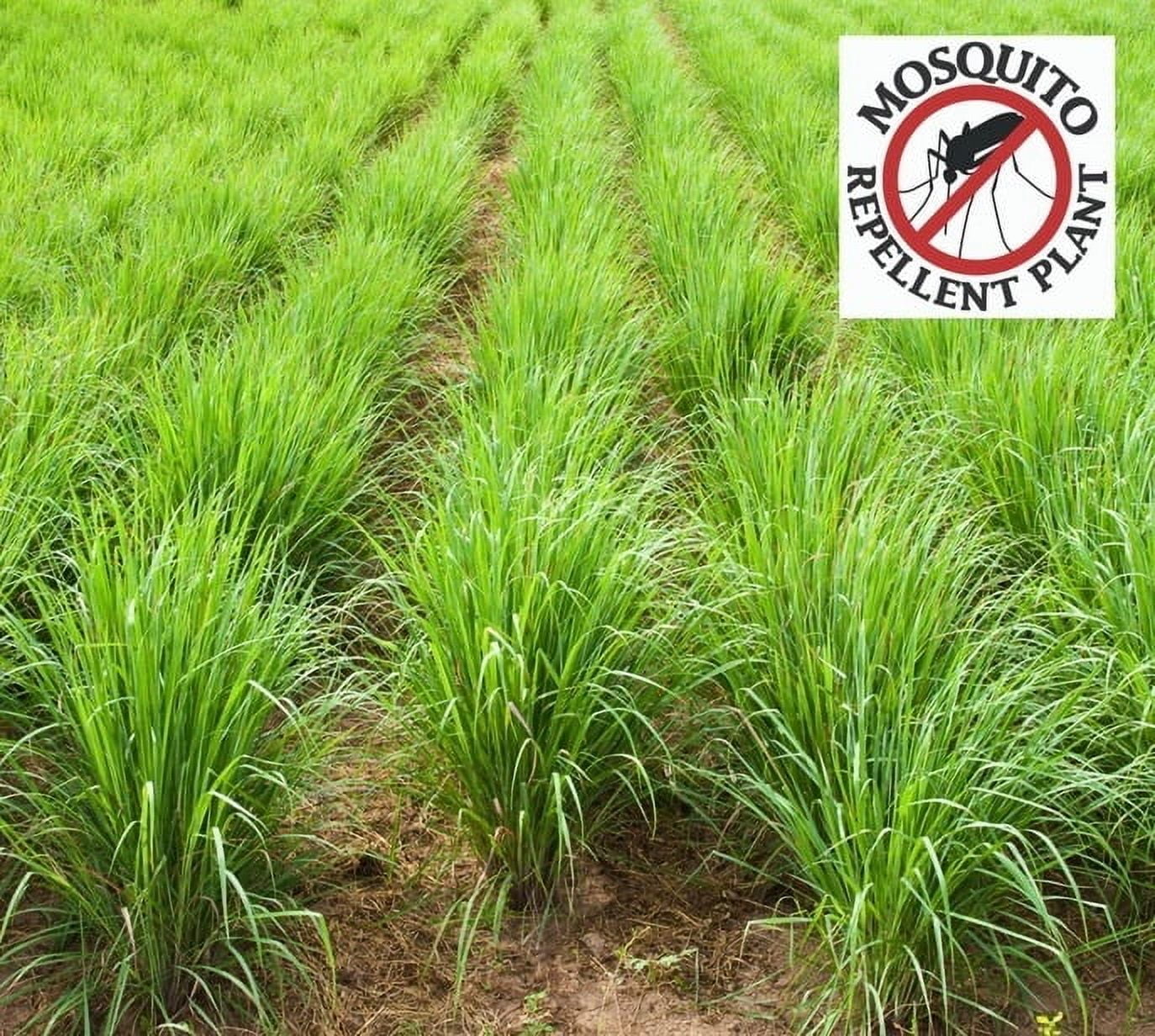 Clovers Garden 4-7 inches Tall Lemongrass - Mosquito Repellent Live ...