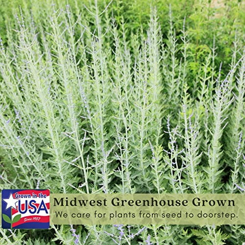 Clovers Garden Russian Sage Plants – Two (2) Live Plants – Non-GMO - Not Seeds - Each 4" to 8 ...
