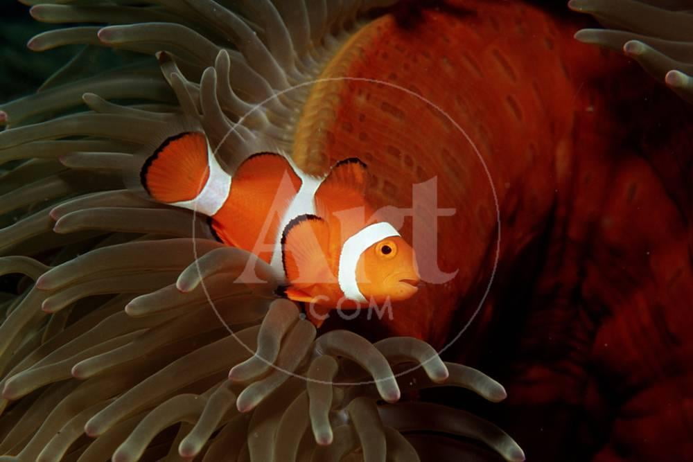 Clown Anemonefish or Clownfish Amphiprion Ocellaris in a Sea Anemone ...