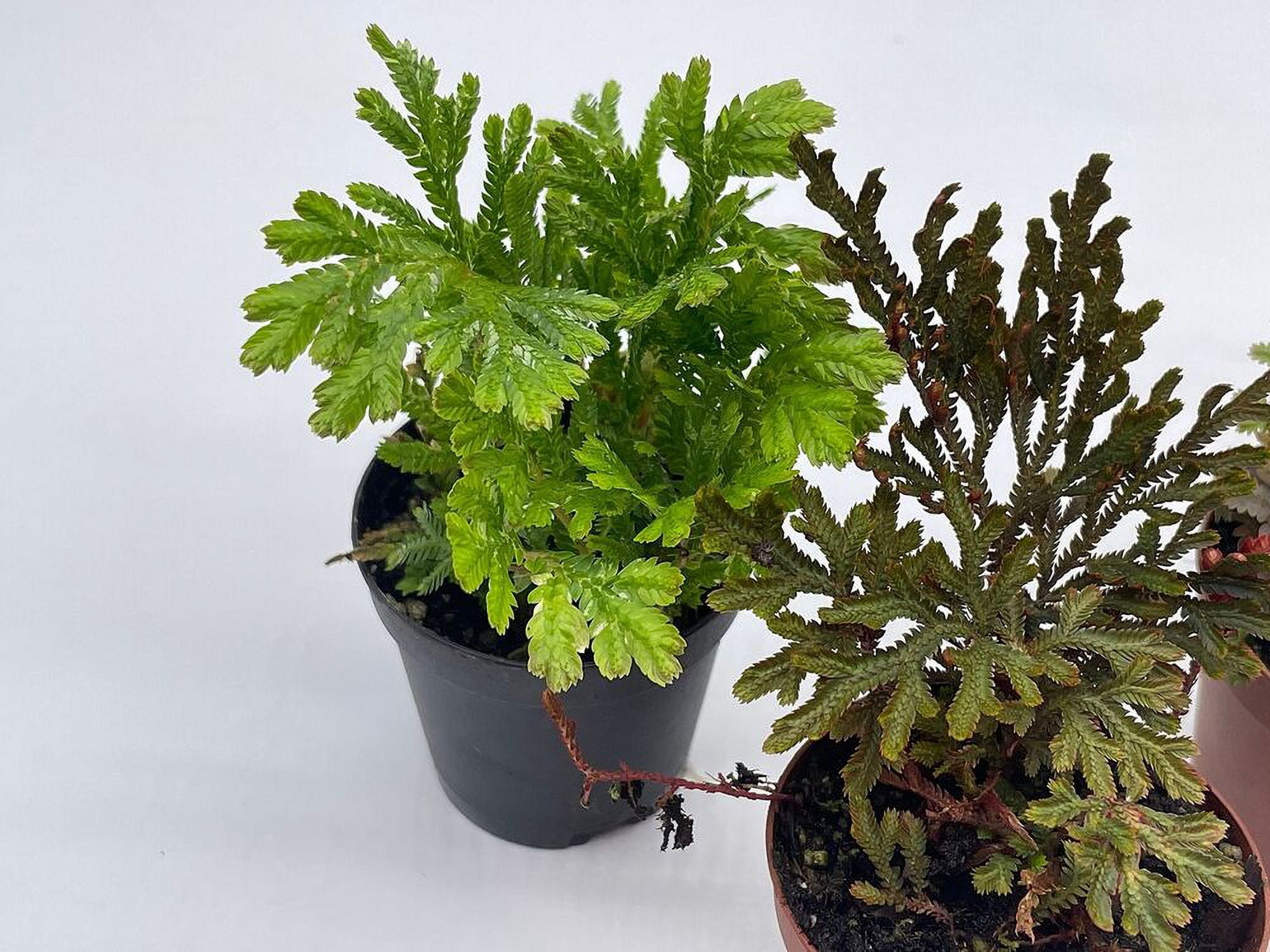 Club Moss Assortment, 2 inch pots, 3 Different Mossy Ferns, Green, red ...