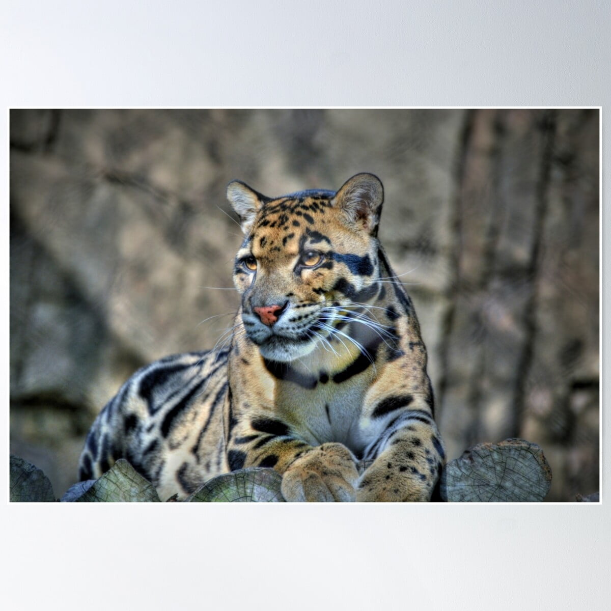 Cluded Leopard Poster Wall Art, Modern Wall Decor For Living Room ...
