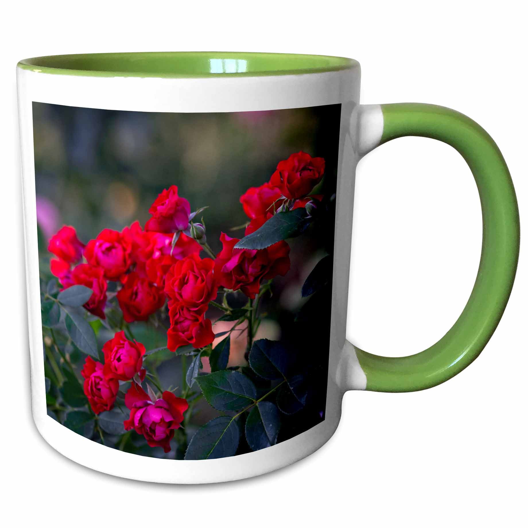 3drose, Cluster of Amazing Scarlet Rose Flowers on a Bush. Dark Green ...