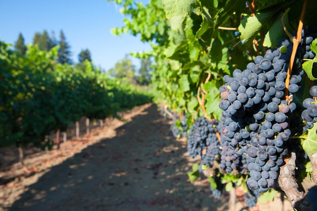 Clusters of Grapes on the Vines at a Vineyard Photo Photograph Cool ...