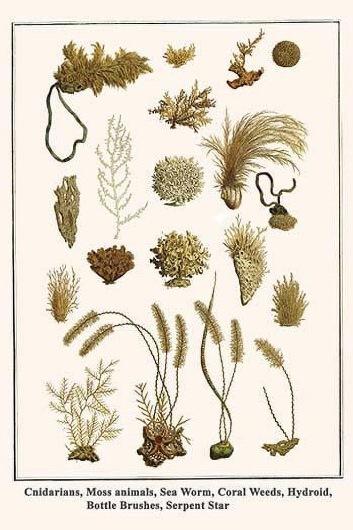 Cnidarians, Moss animals, Sea Worm, Coral Weeds, Hydroid, Bottle ...