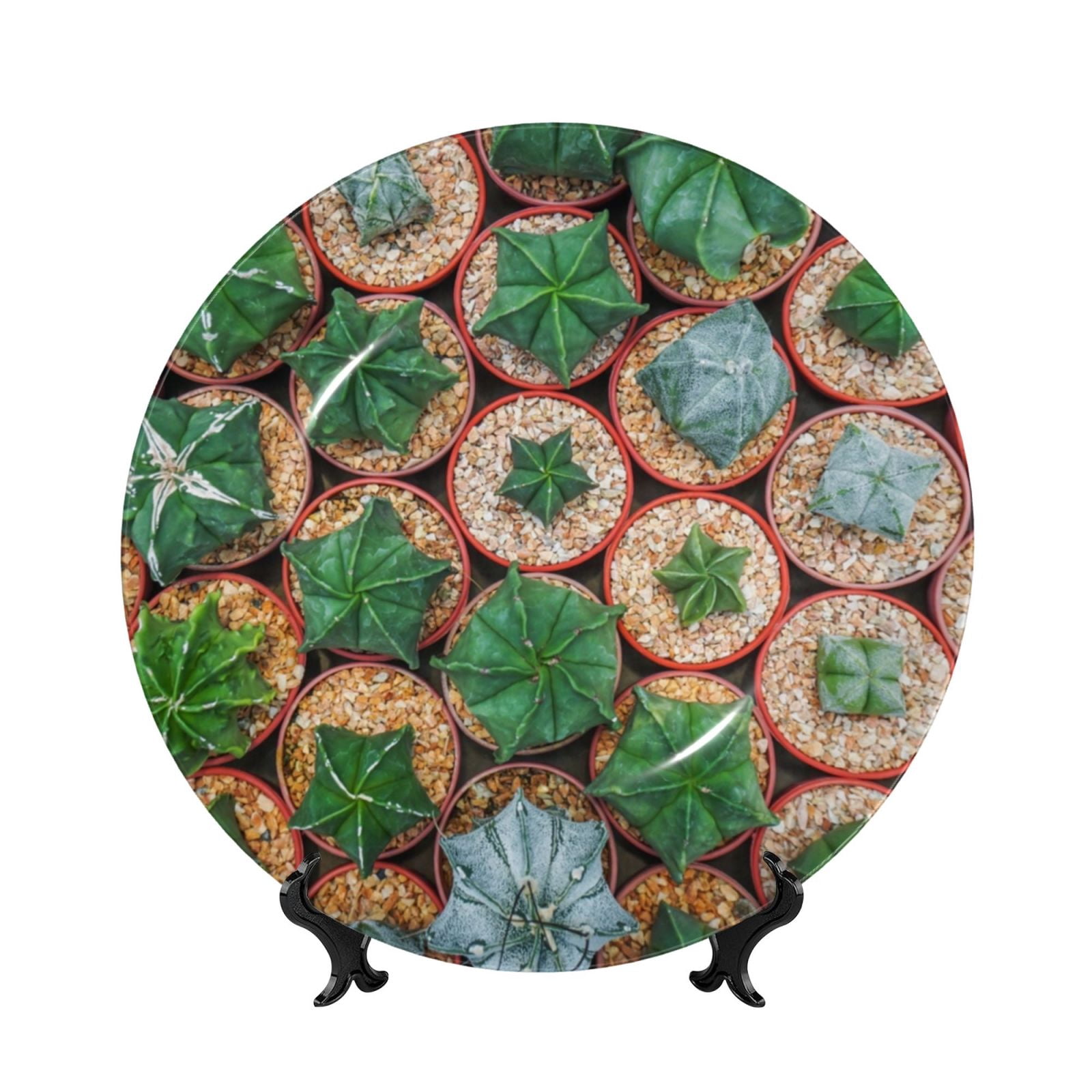Coaee Cactus 4 for Bone China Decorative Plate Decorative Plate for ...