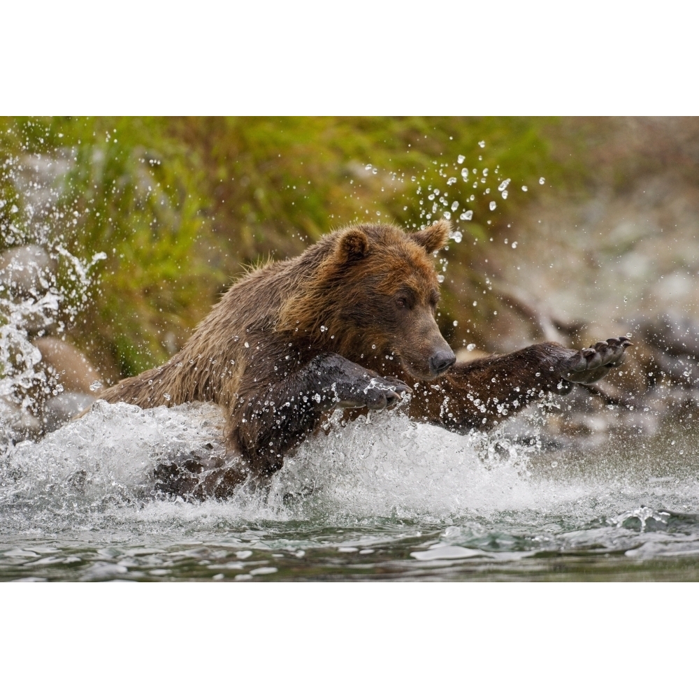 Coastal Brown Bear Sow Fishing At Kinak Bay Katmai National Park Alaska ...