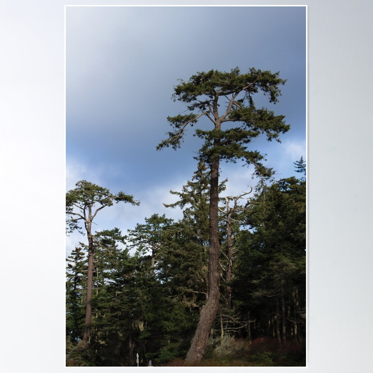 Coastal Conifer Trees Poster Wall Art, Modern Wall Decor For Living ...