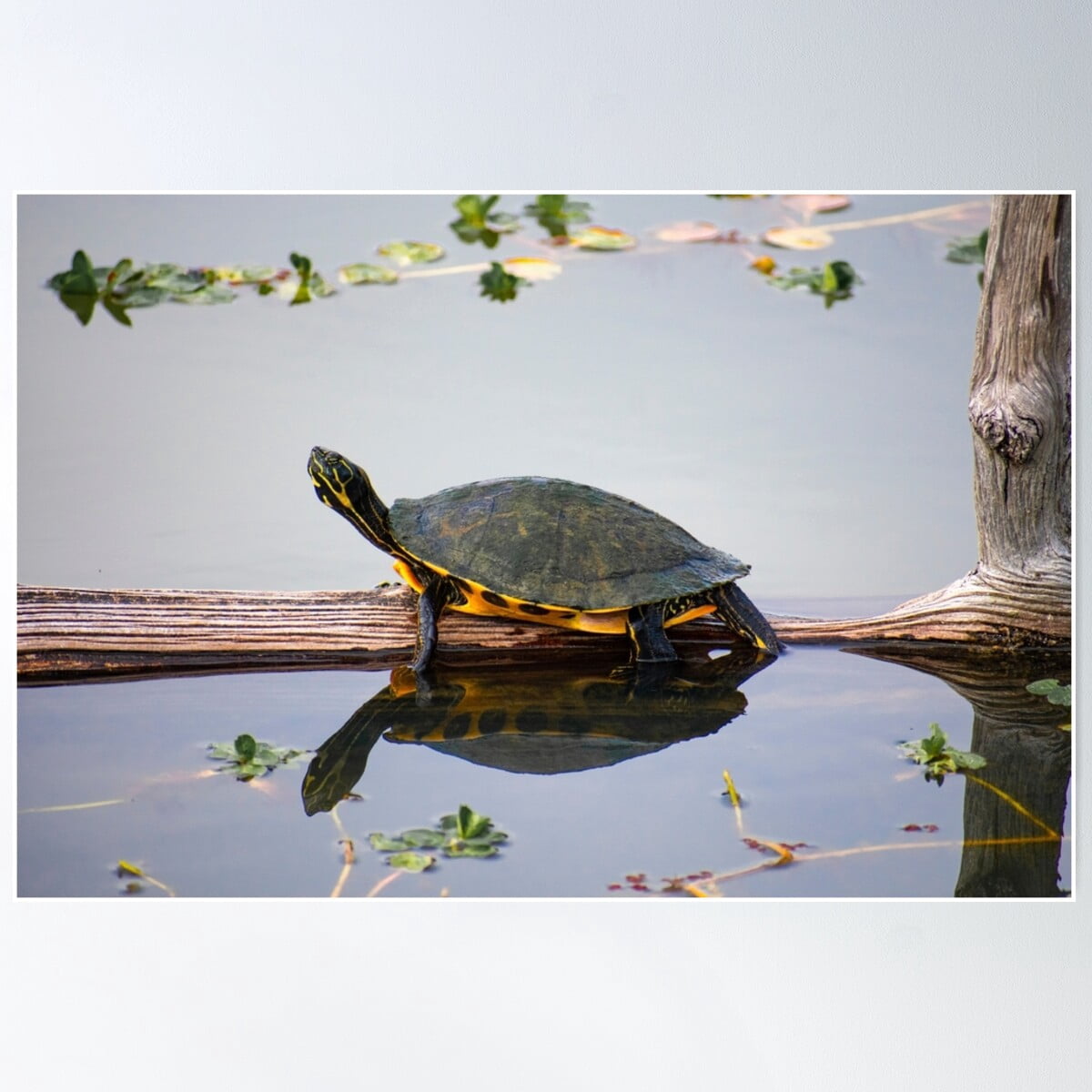 Coastal Plain Cooter Turtle Poster Wall Art, Modern Wall Decor For ...