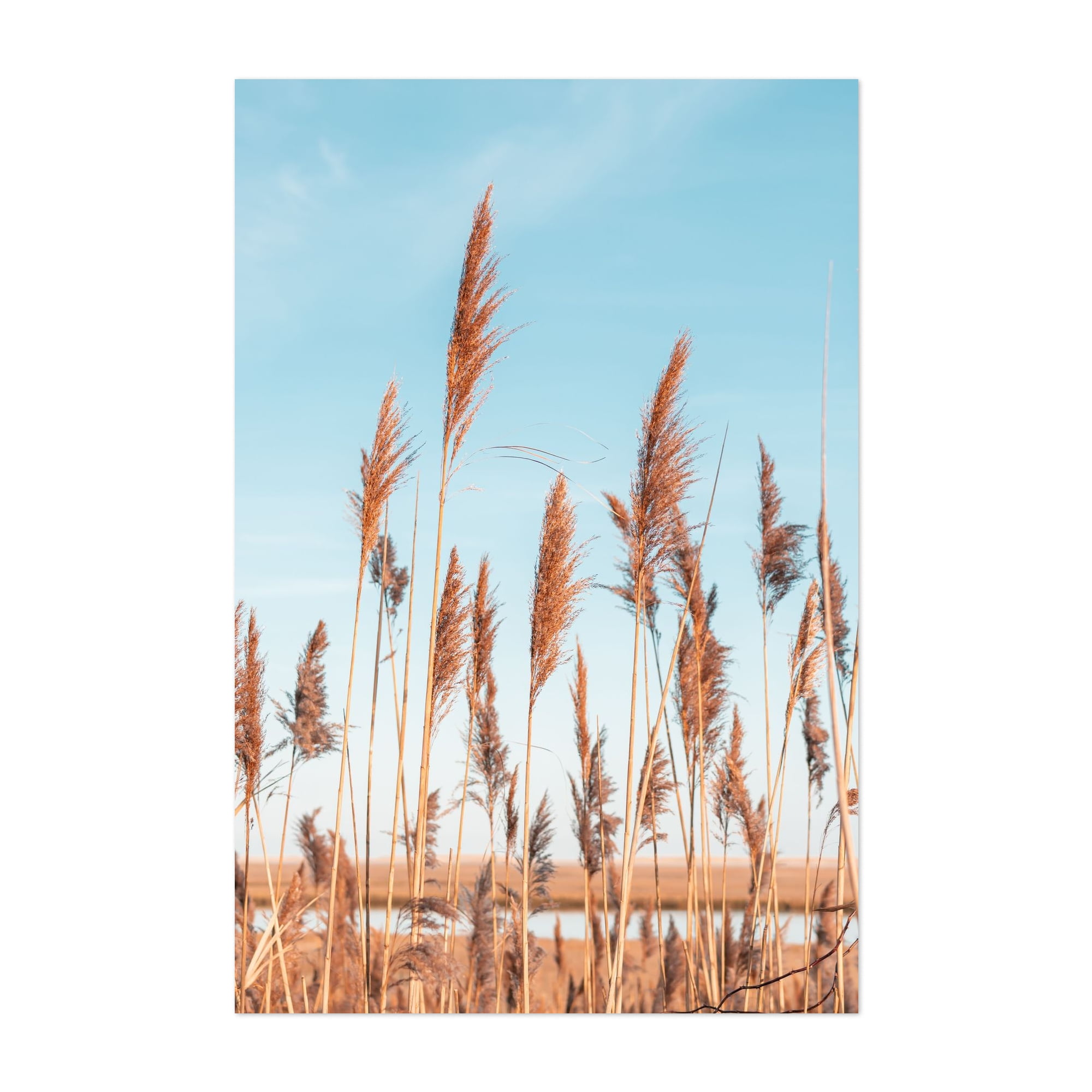 Coastal Reeds - Massachusetts Photography Nature Pastoral Scenic ...