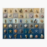 Coastal Sticker - Walmart.com